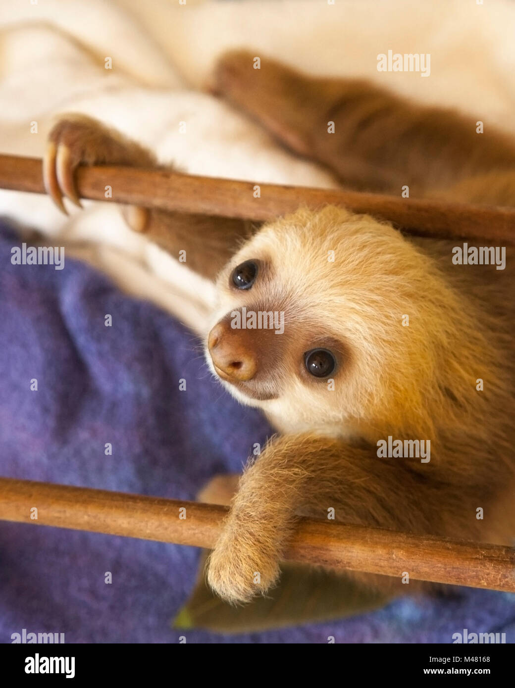 Sloths close up hi-res stock photography and images - Alamy