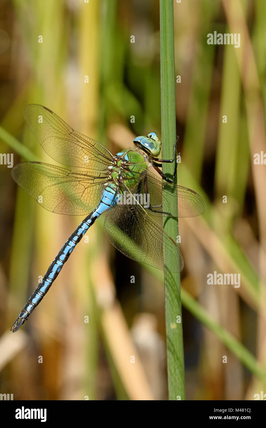 Emperor green hi-res stock photography and images - Alamy