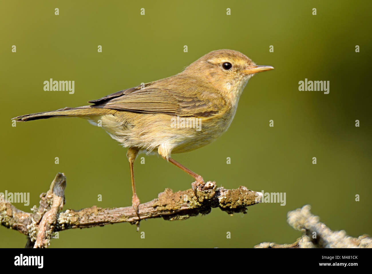 Common chiffchaff hi-res stock photography and images - Alamy