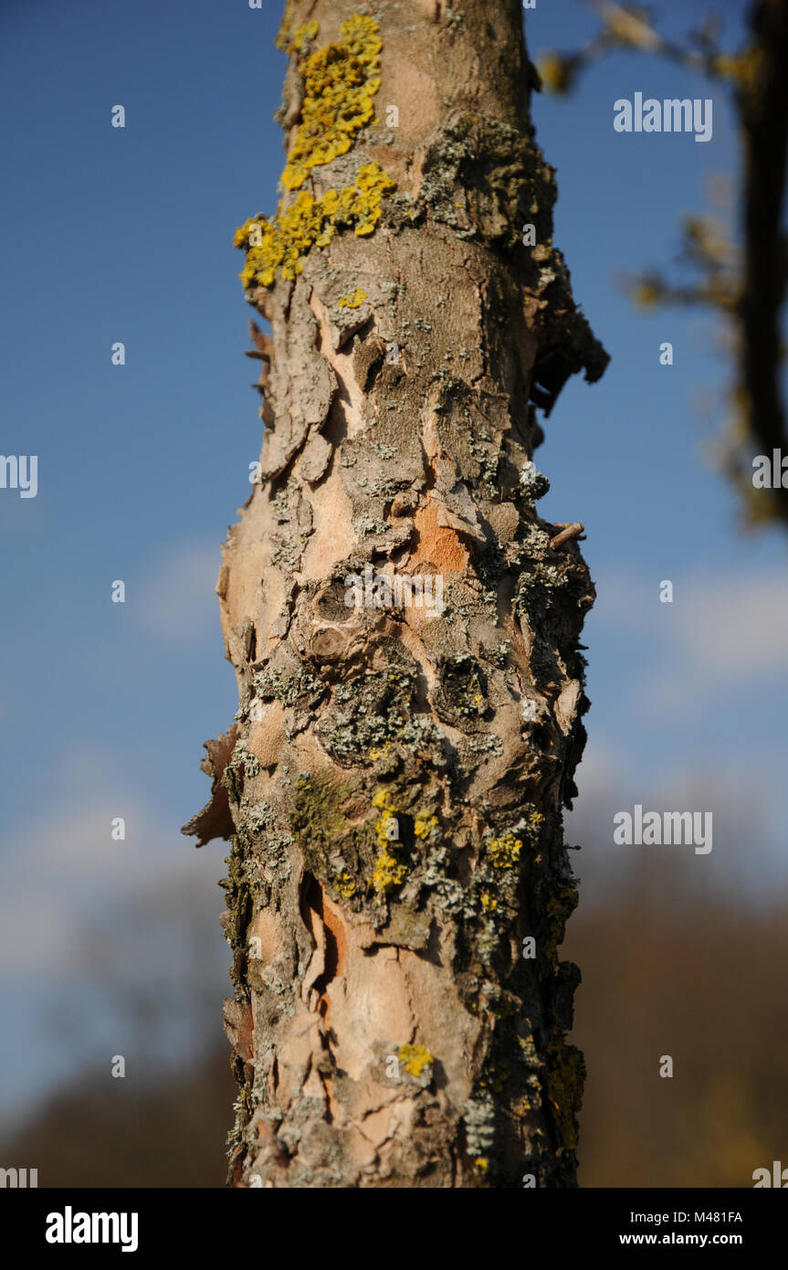 Cornel tree hi-res stock photography and images - Alamy