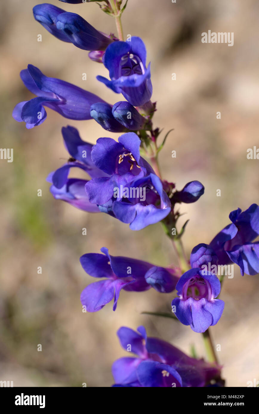 Blue Penstemon High Resolution Stock Photography and Images - Alamy