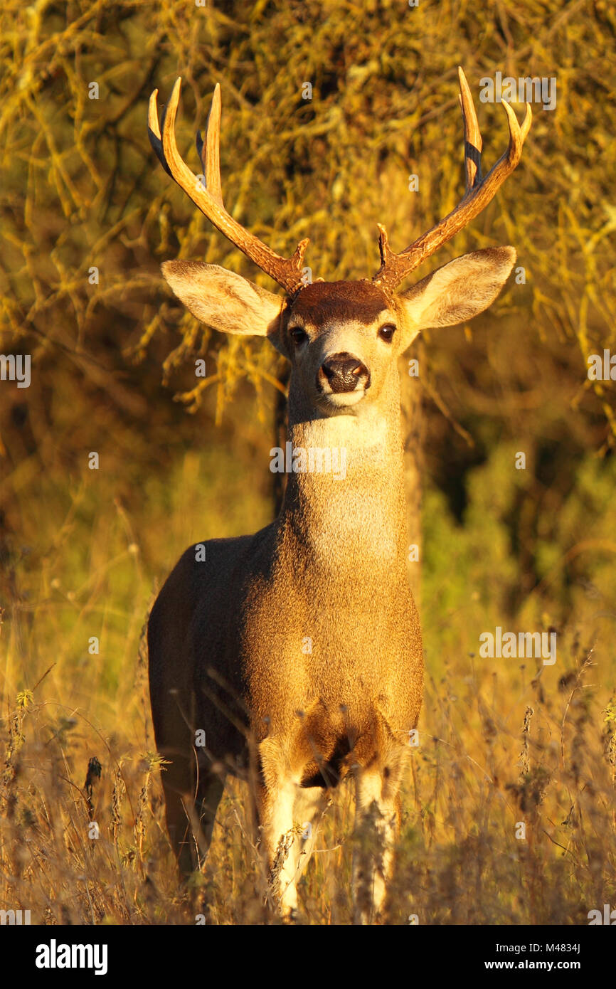 A Black-tailed Deer buck standing tall as it emerges from the forest ...