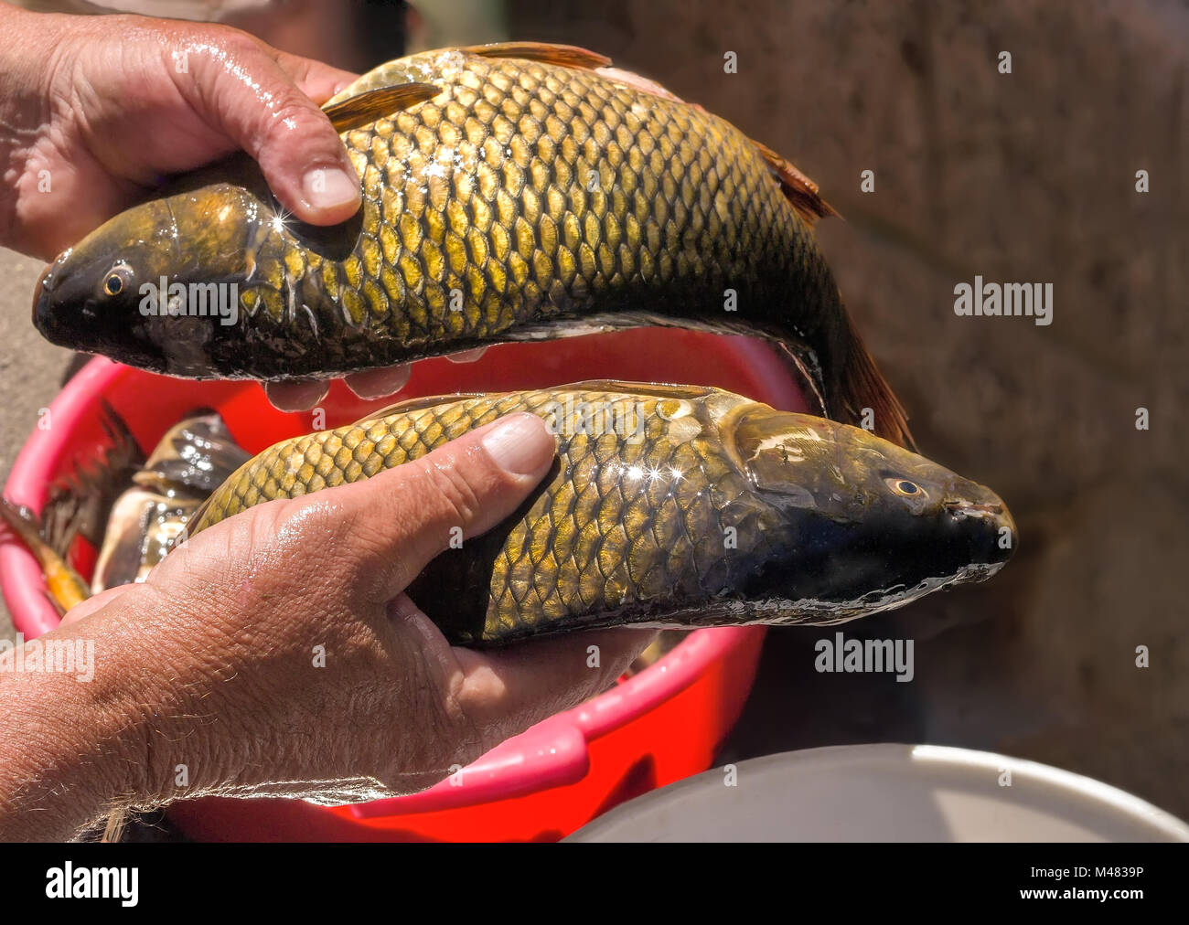 Fish preparation hands hi-res stock photography and images - Alamy