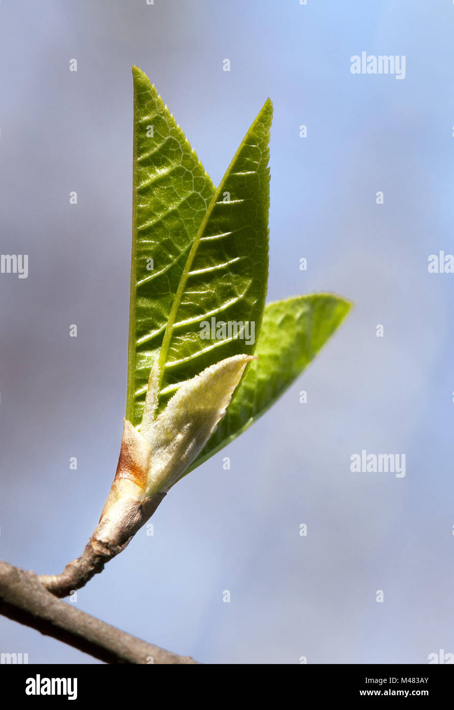 Fresh spring leaves Stock Photo - Alamy