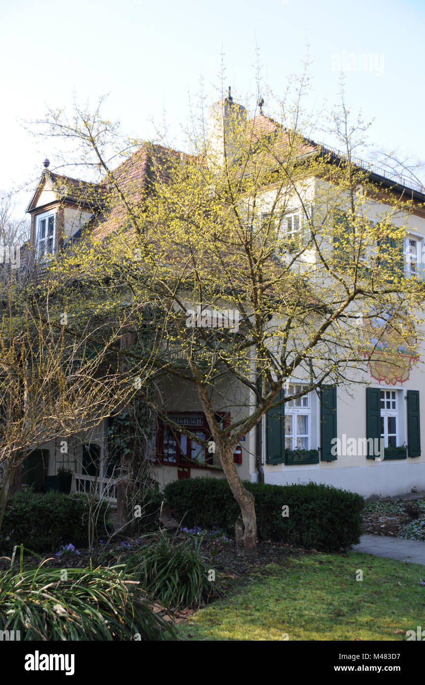 Cornel tree hi-res stock photography and images - Alamy