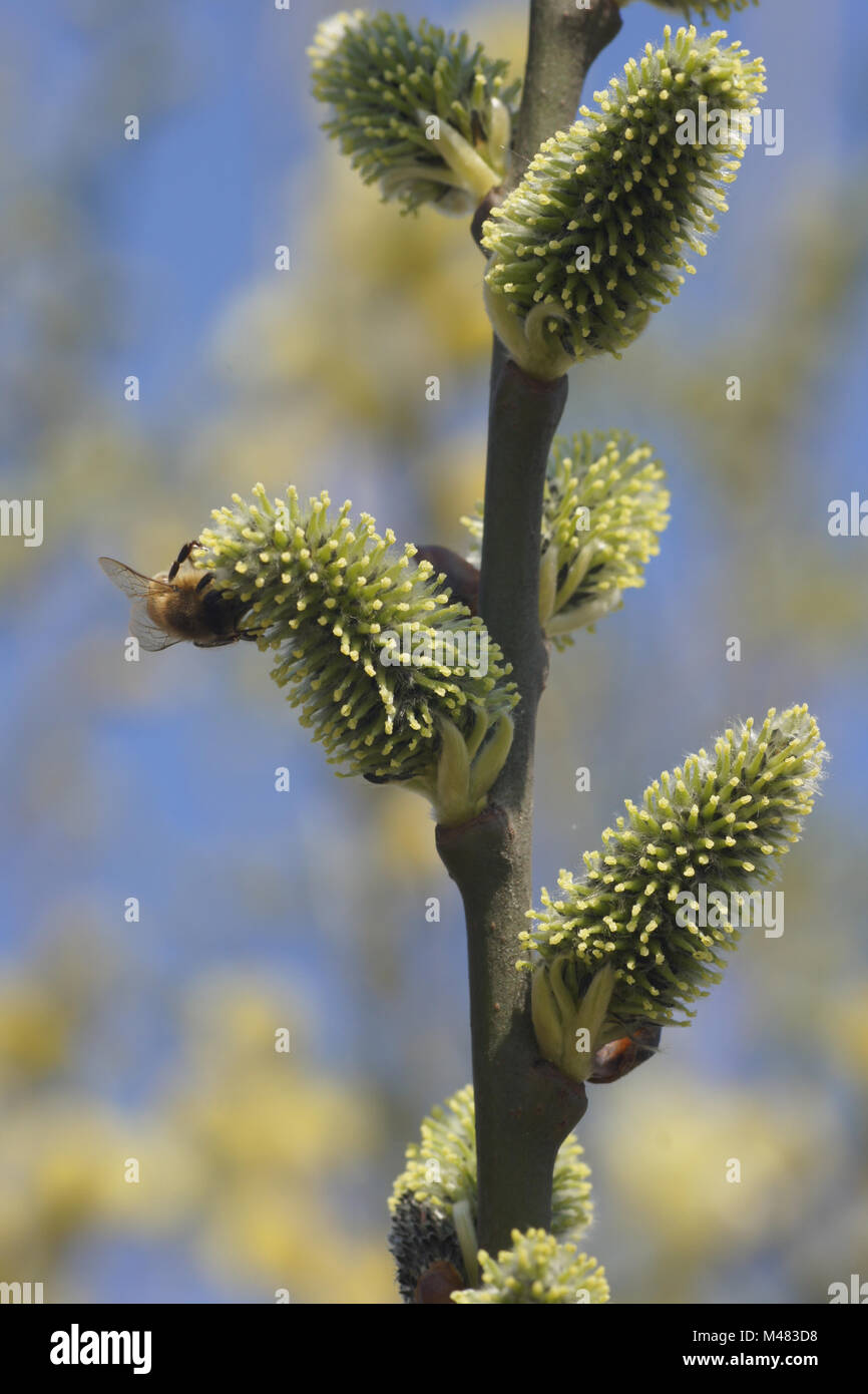 Salix caprea, Pussy willow, female flowers with bee Stock Photo - Alamy