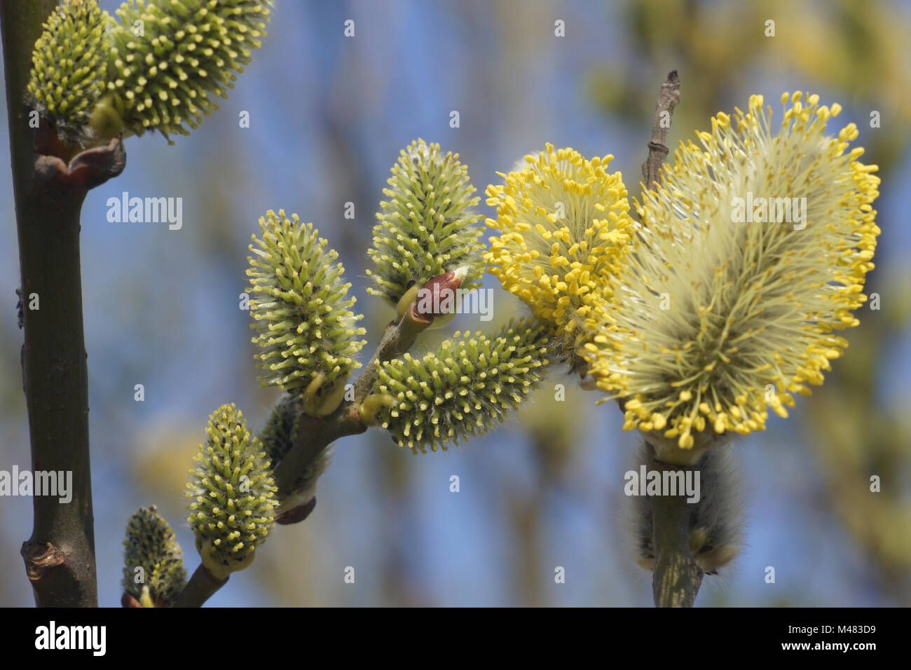 Salix caprea, Pussy willow, female and male flowers Stock Photo - Alamy