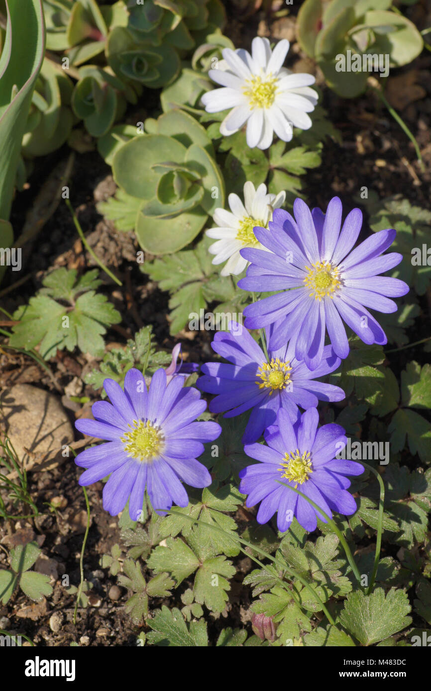 Anemone apennina ssp. blanda, Balkan windflower, Greek windflower Stock ...