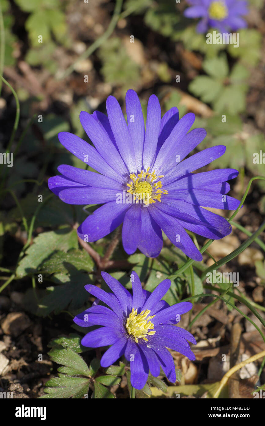 Anémone bleue hi-res stock photography and images - Alamy