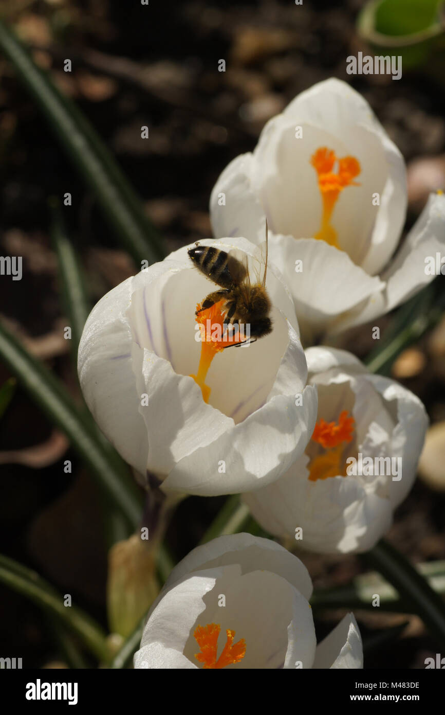 Crocus vernus ssp. albiflorus, White spring crocus Stock Photo - Alamy