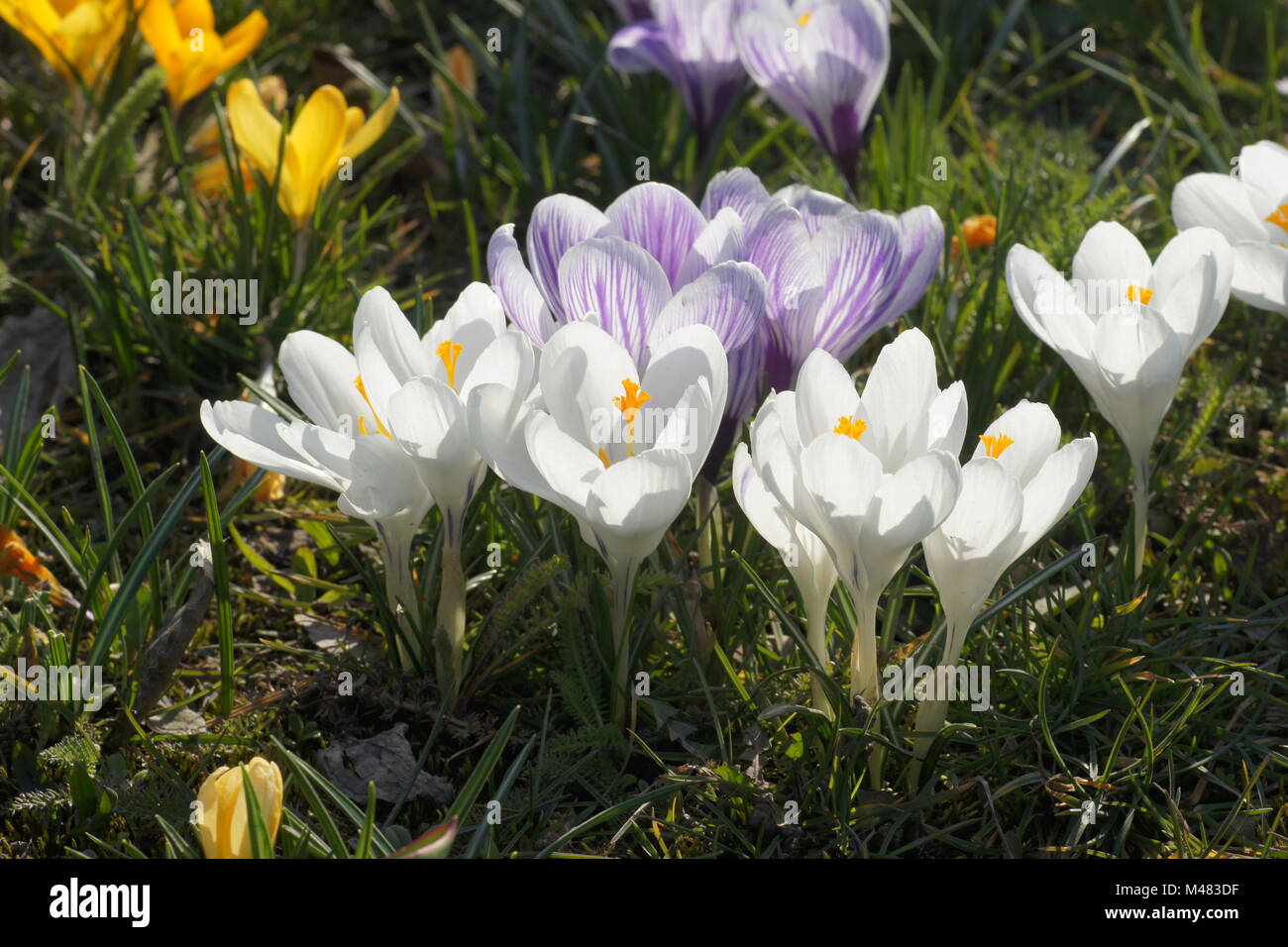Crocus vernus ssp. albiflorus, White spring crocus Stock Photo - Alamy