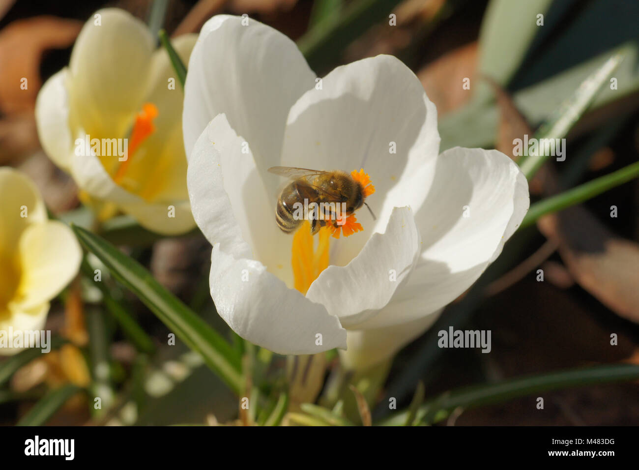 Crocus vernus ssp. albiflorus, White spring crocus Stock Photo - Alamy