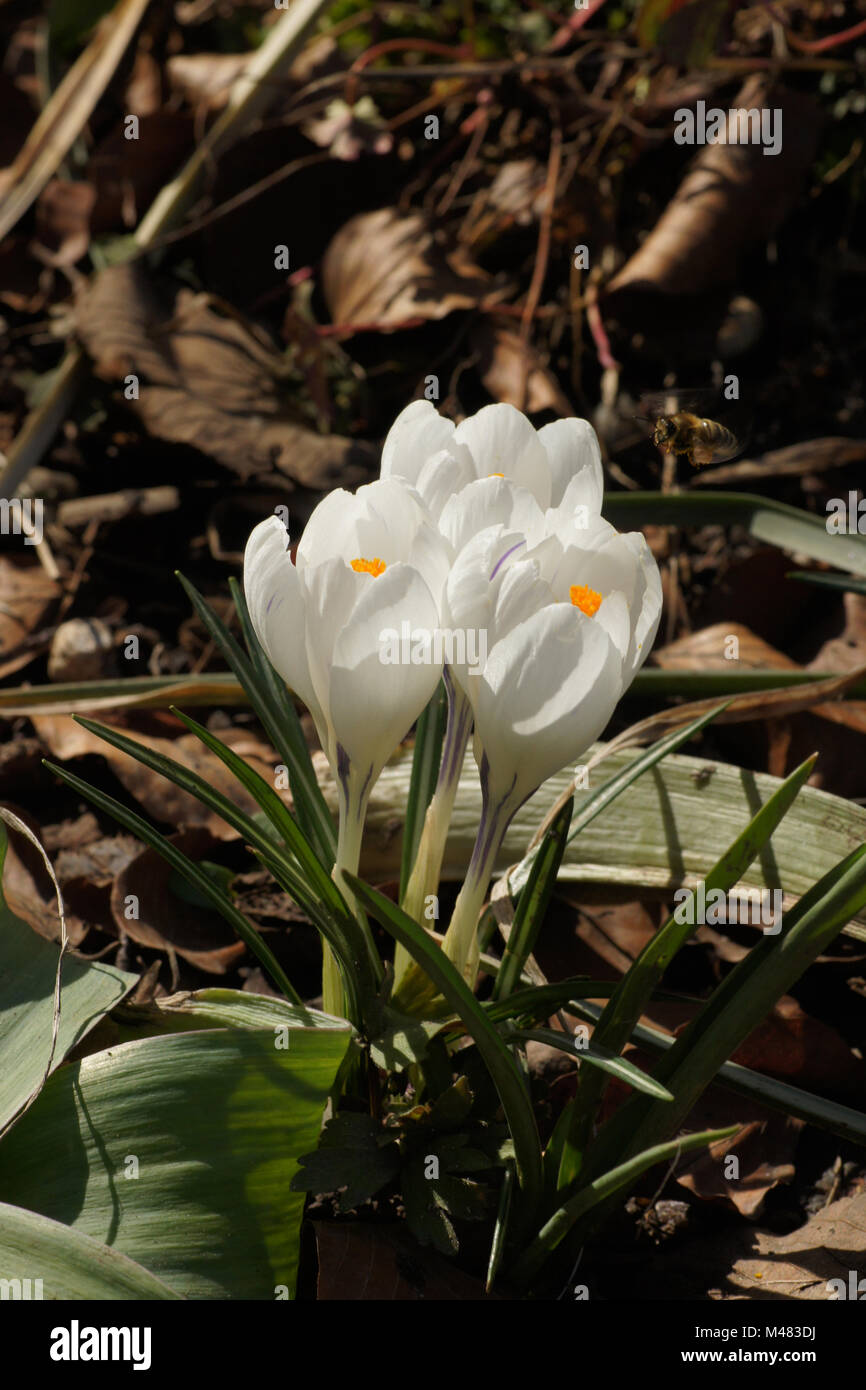 Crocus vernus ssp. albiflorus, White spring crocus Stock Photo - Alamy