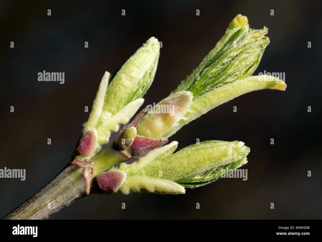 Fresh spring leaves Stock Photo - Alamy