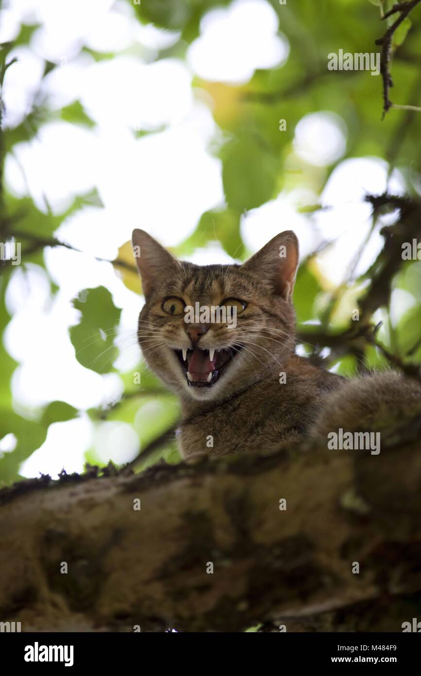 High tree hi-res stock photography and images - Alamy