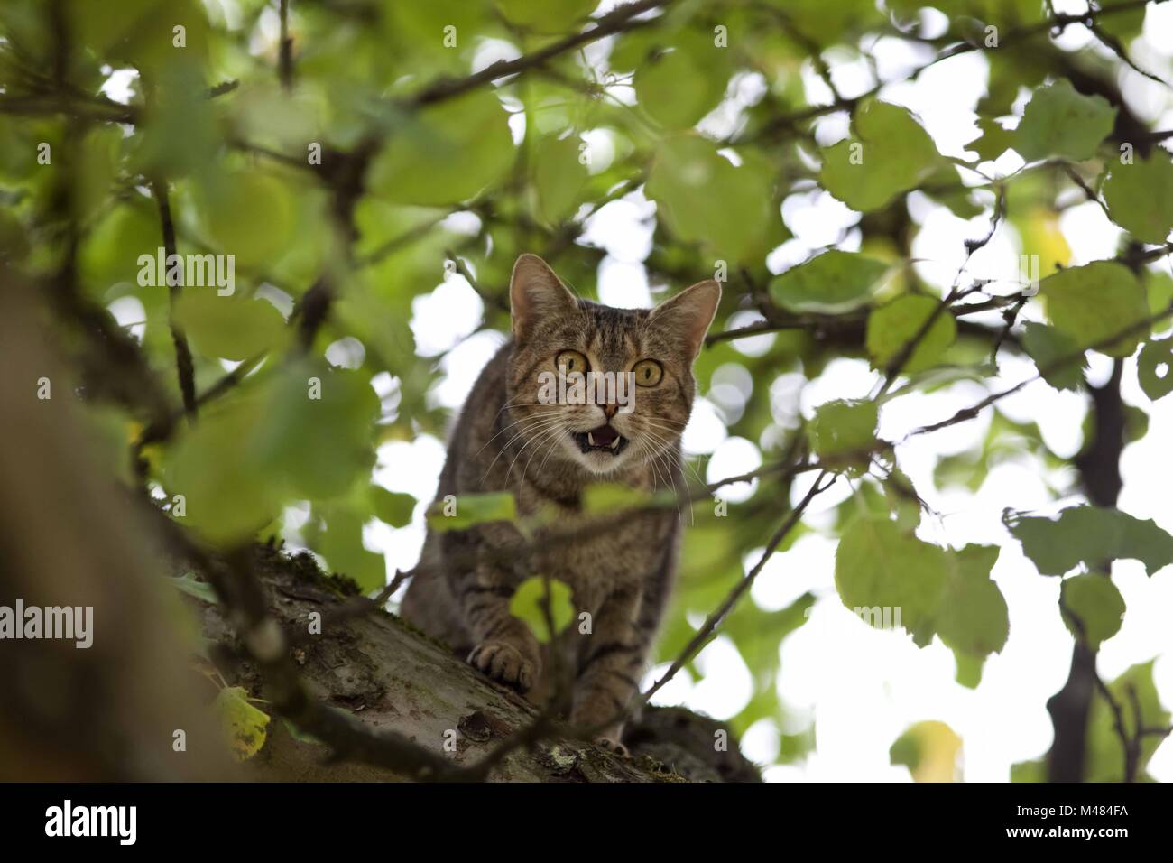 High tree hi-res stock photography and images - Alamy