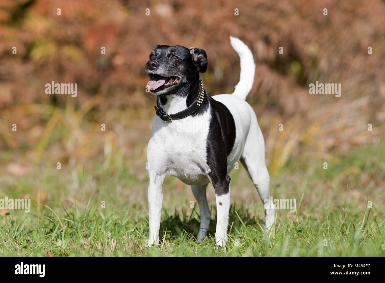 cute little dog portrait outside in park Stock Photo - Alamy