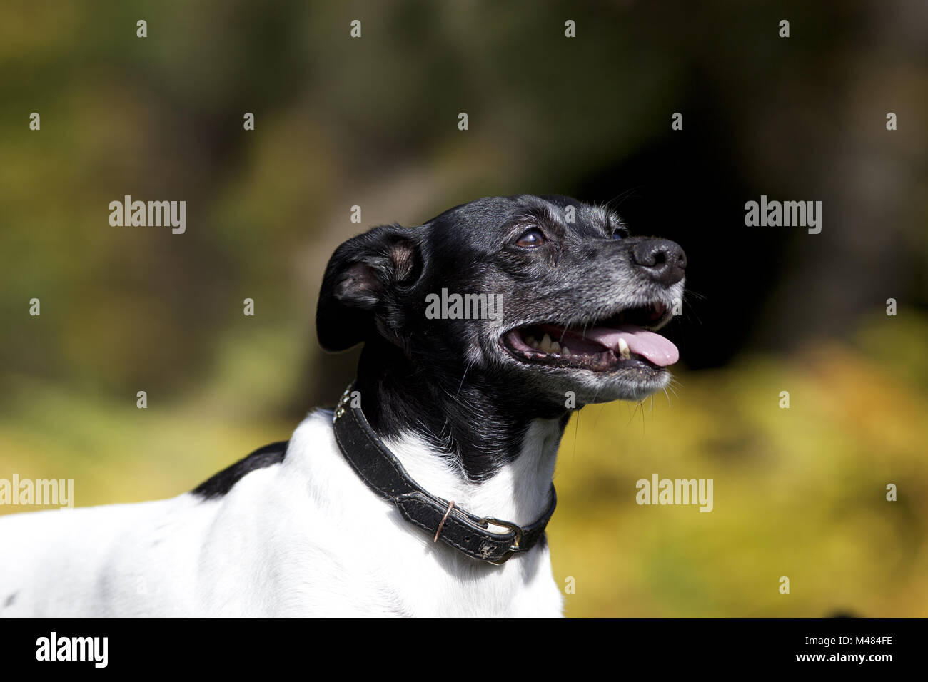cute little dog portrait outside in park Stock Photo - Alamy