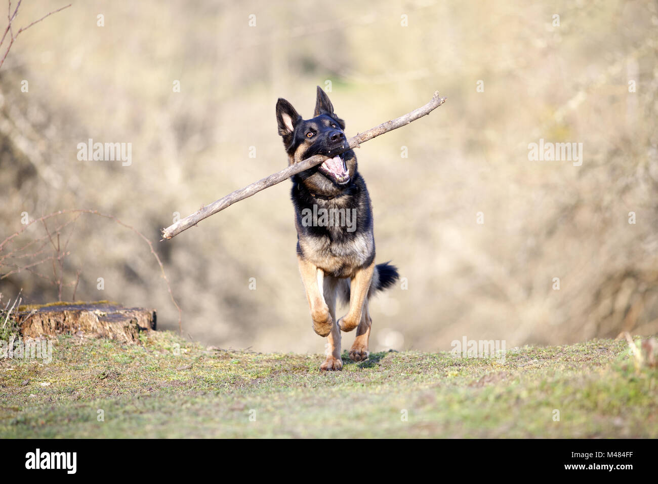 Retrieve dog hi-res stock photography and images - Alamy