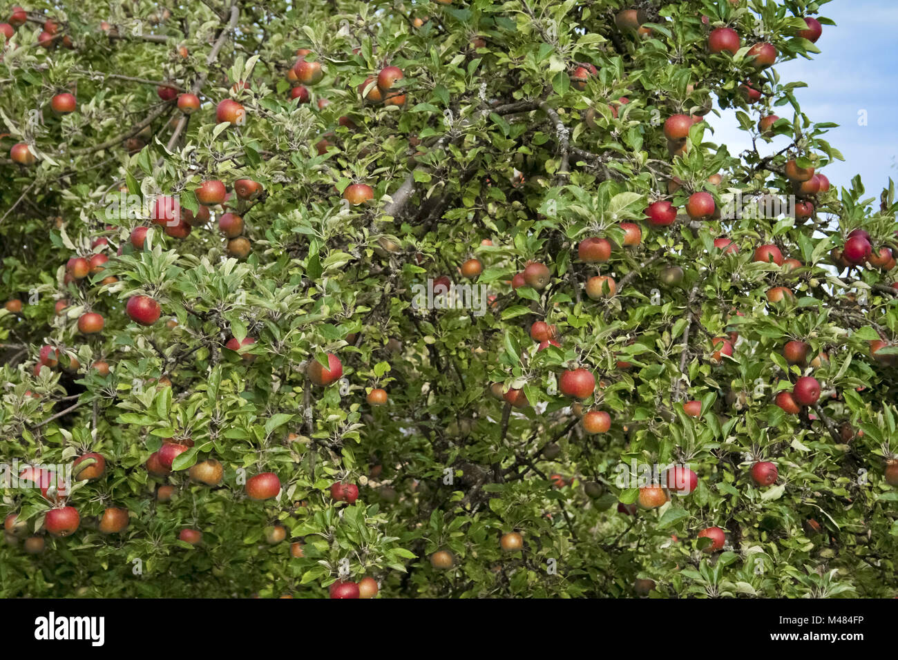 Apple tree branch on hi-res stock photography and images - Alamy