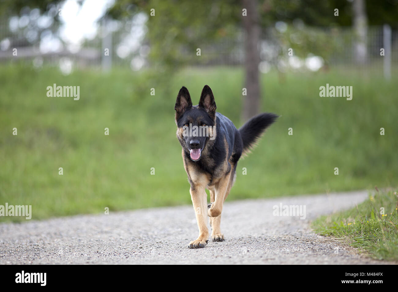 Beautiful german shepherd walk hi-res stock photography and images - Alamy