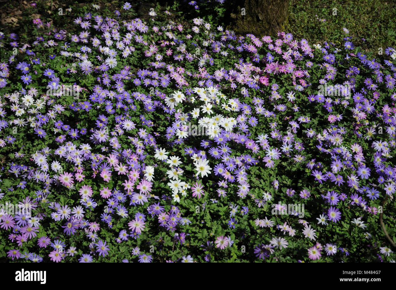 Anemone apennina ssp. blanda, Balkan anemone, Greek anemone Stock Photo ...