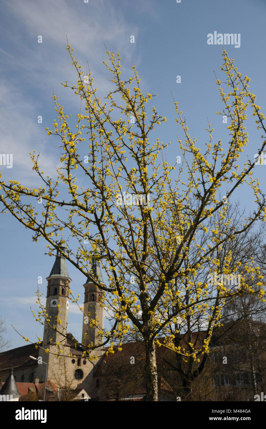 Cornus mas, Kornelkirsche, European cornel, standart tree Stock Photo ...