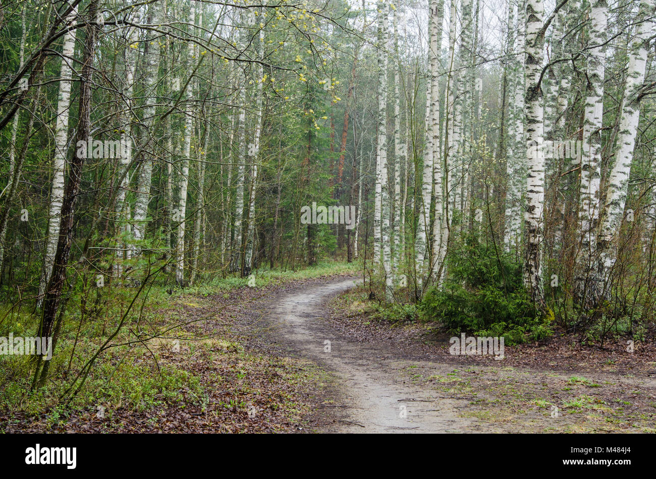 Foggy spring landscape with footpath in the woods Stock Photo - Alamy