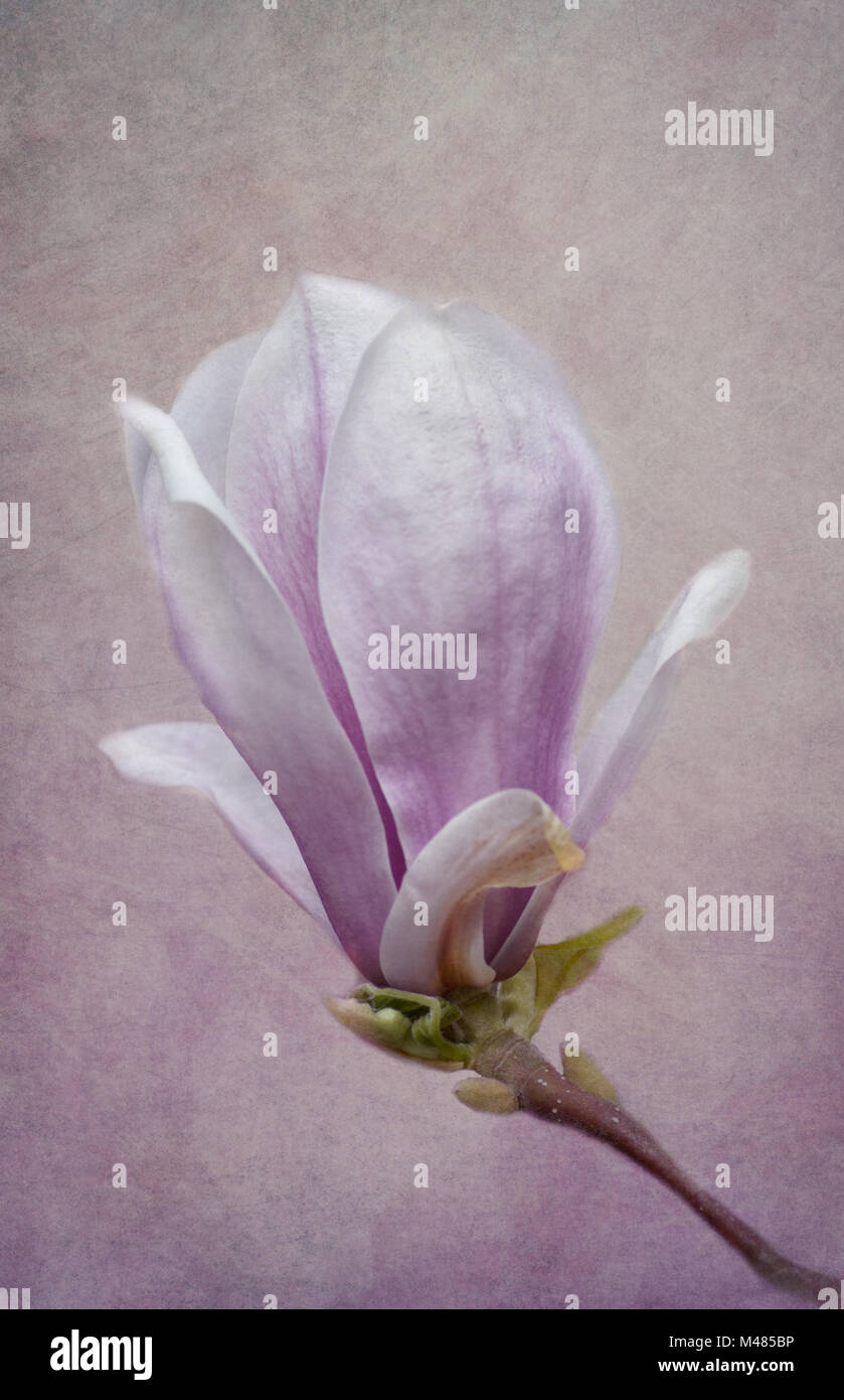 Rose pink magnolia blooms hi-res stock photography and images - Alamy