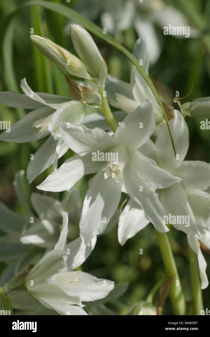 Drooping star of bethlehem ornithogalum hi-res stock photography and ...