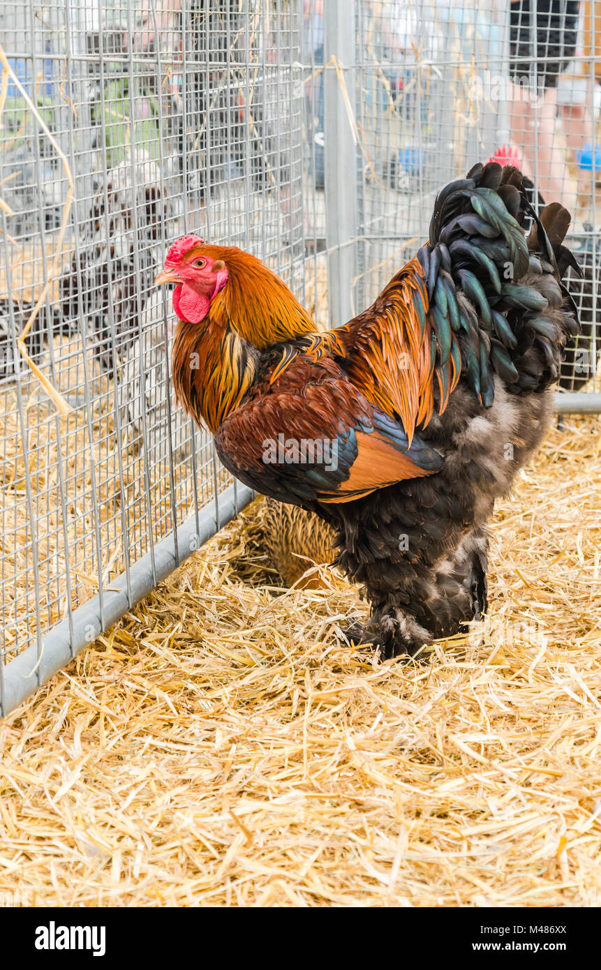 Big beautiful purebred rooster on a farm, close-up Stock Photo - Alamy