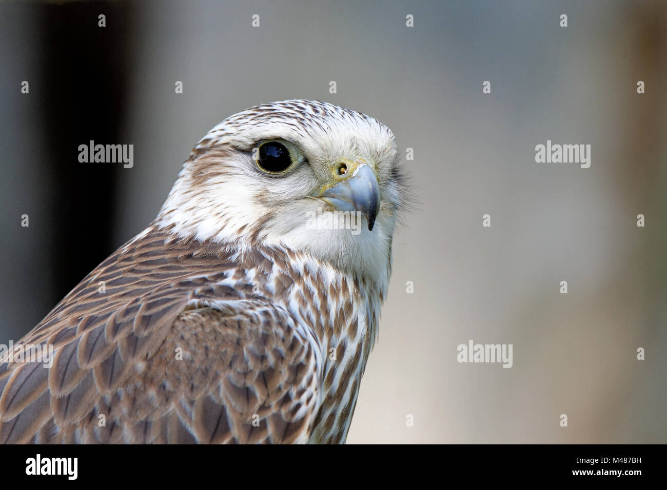 Saker hi-res stock photography and images - Alamy