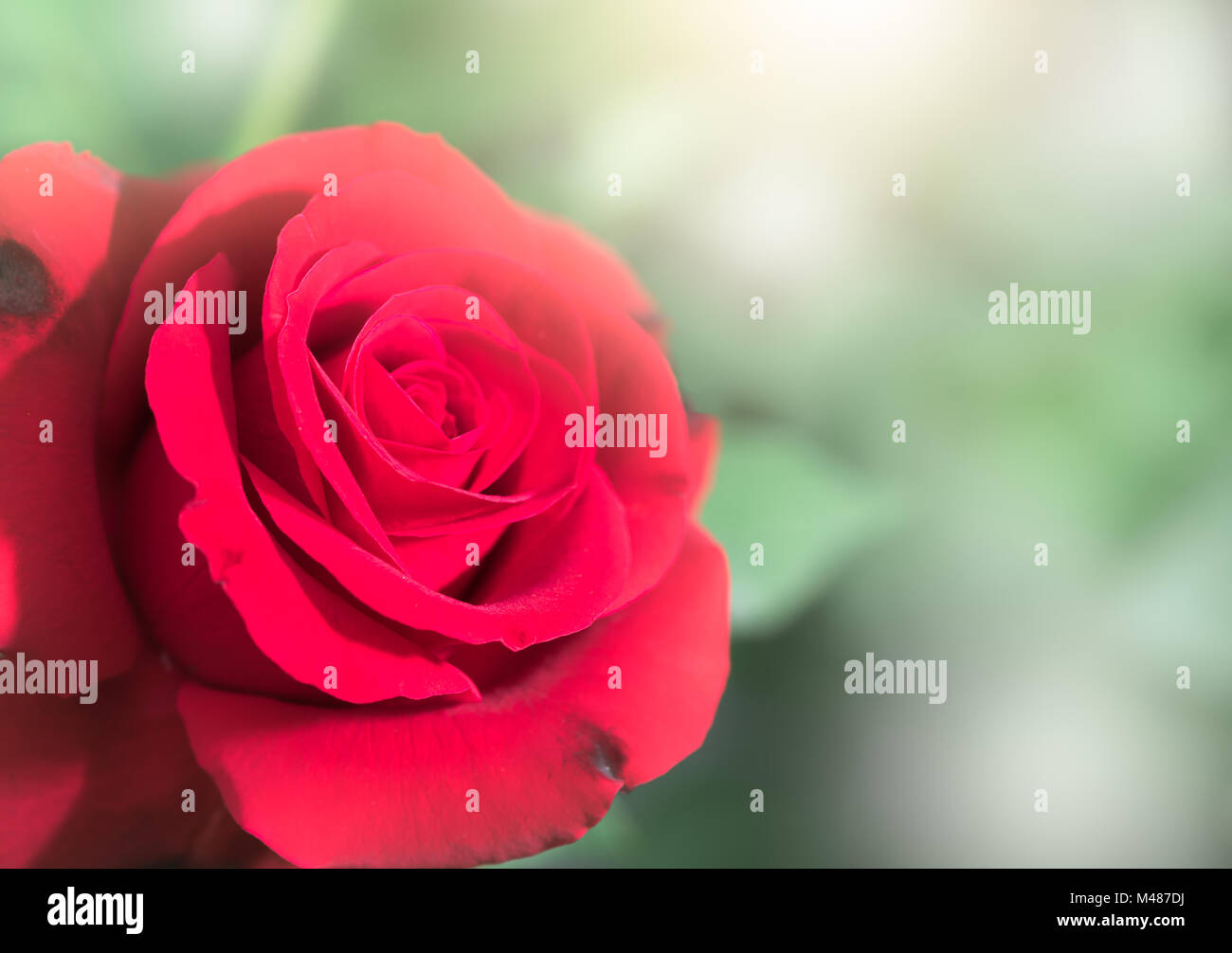 close up of fresh red rose flower with nature background, love and ...