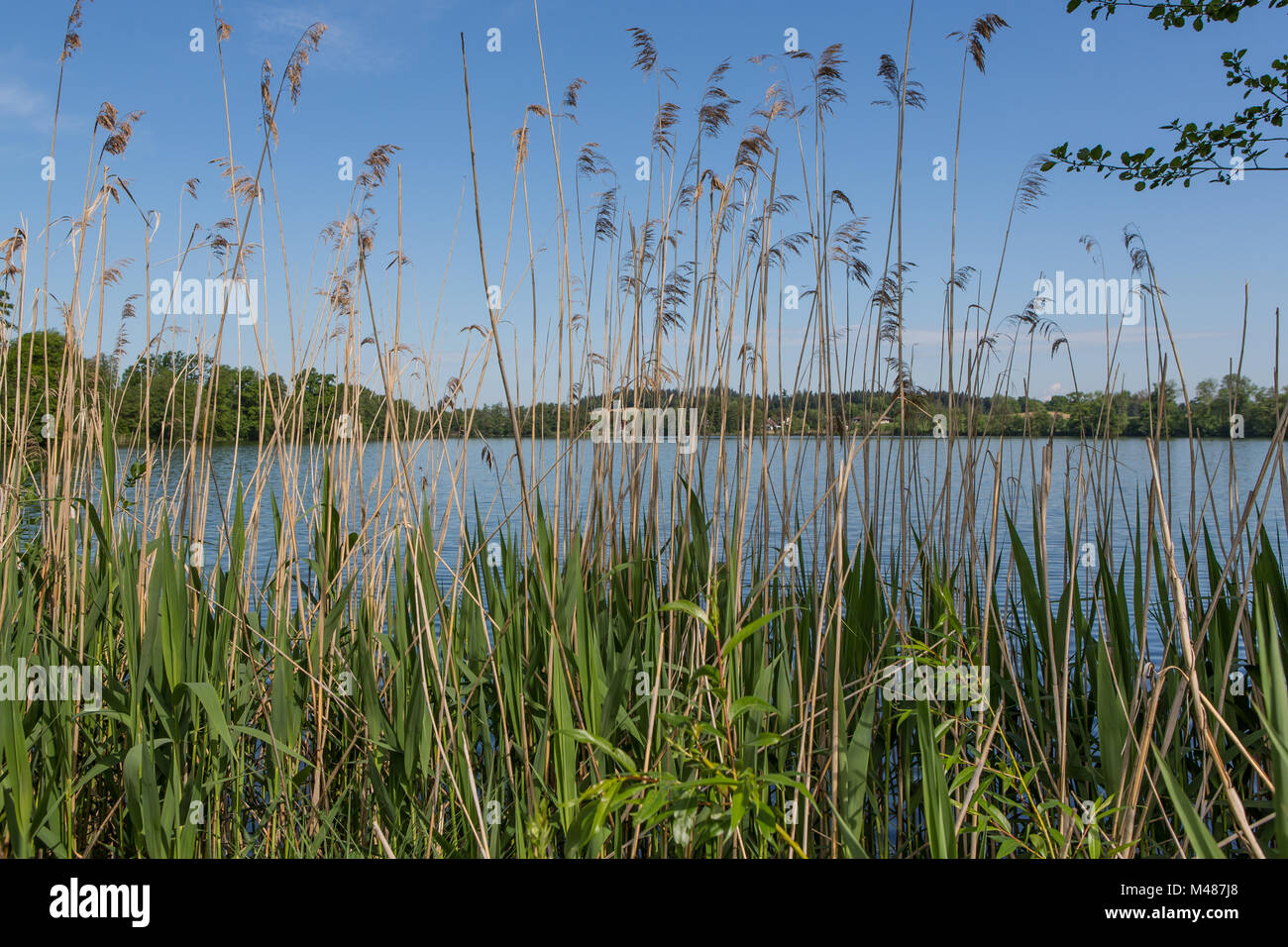 Naturschutzgebiet Soppensee, Luzern, Schweiz Europa Stock Photo - Alamy