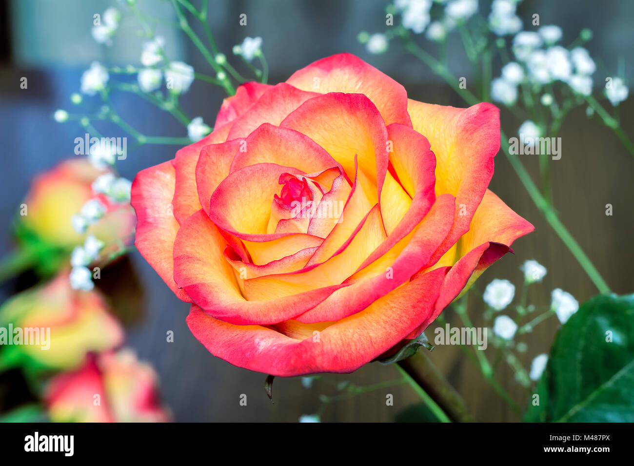 A bouquet of roses on light green background Stock Photo - Alamy