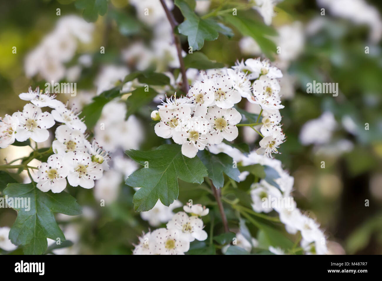 The flowering hawthorn branch on a background of green garden Stock ...