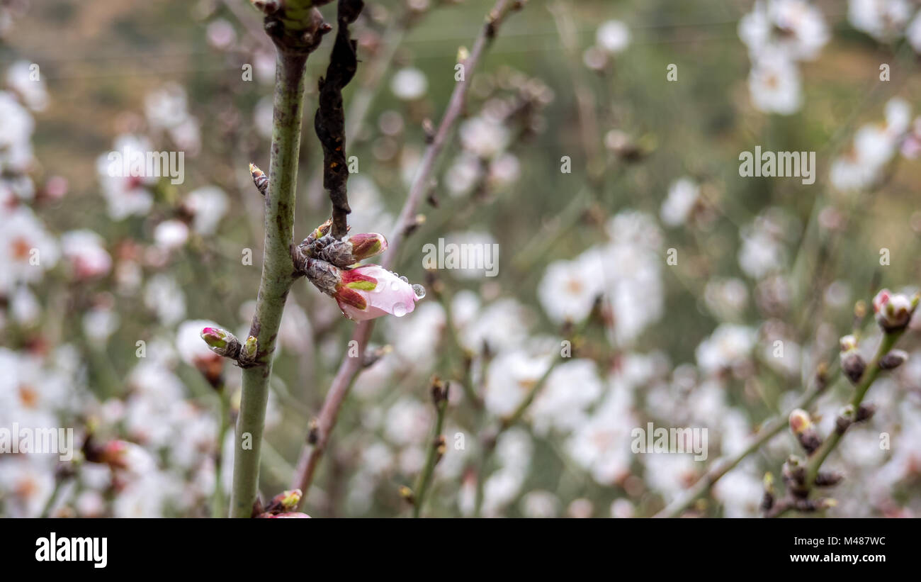 Almond tree pot hi-res stock photography and images - Alamy