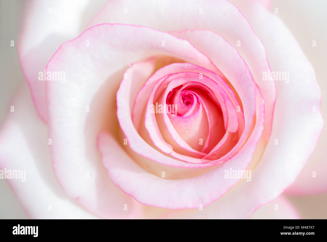 closed up of sweet pink rose flower for valentines day and wedding ...