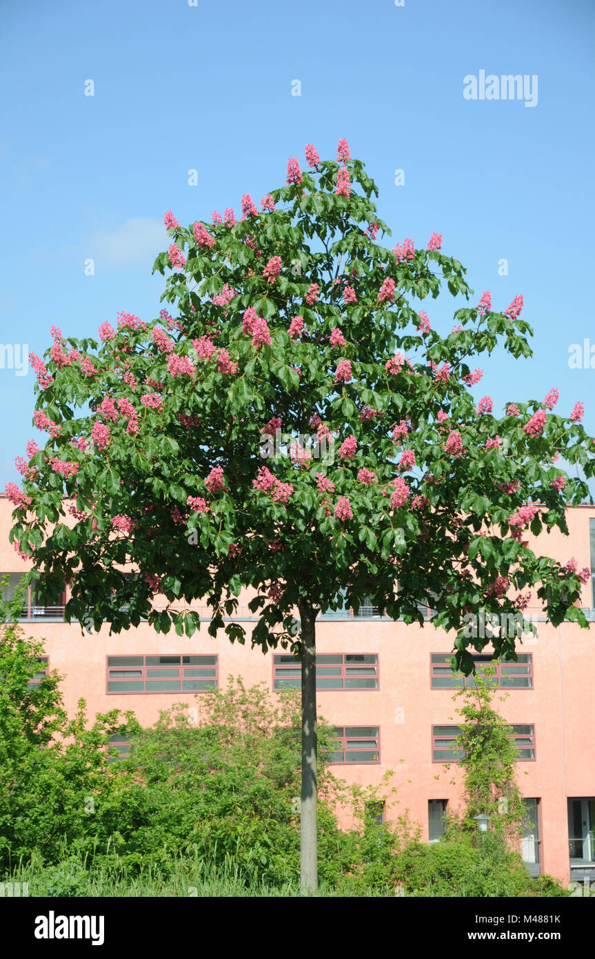 Aesculus x carnea Briotii, Red-flowering chestnut Stock Photo - Alamy