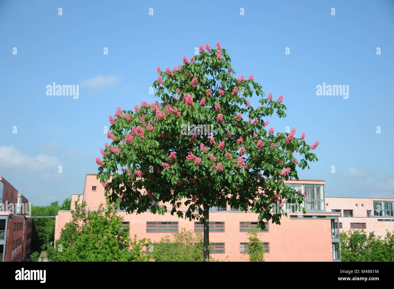 Aesculus x carnea Briotii, Red-flowering chestnut Stock Photo - Alamy