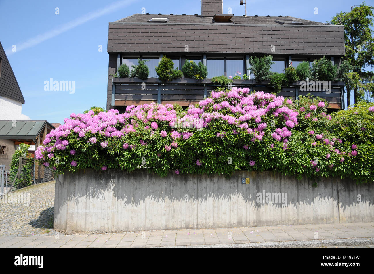 Rhododendron ponticum, Pontic rhododendron, hedge Stock Photo - Alamy
