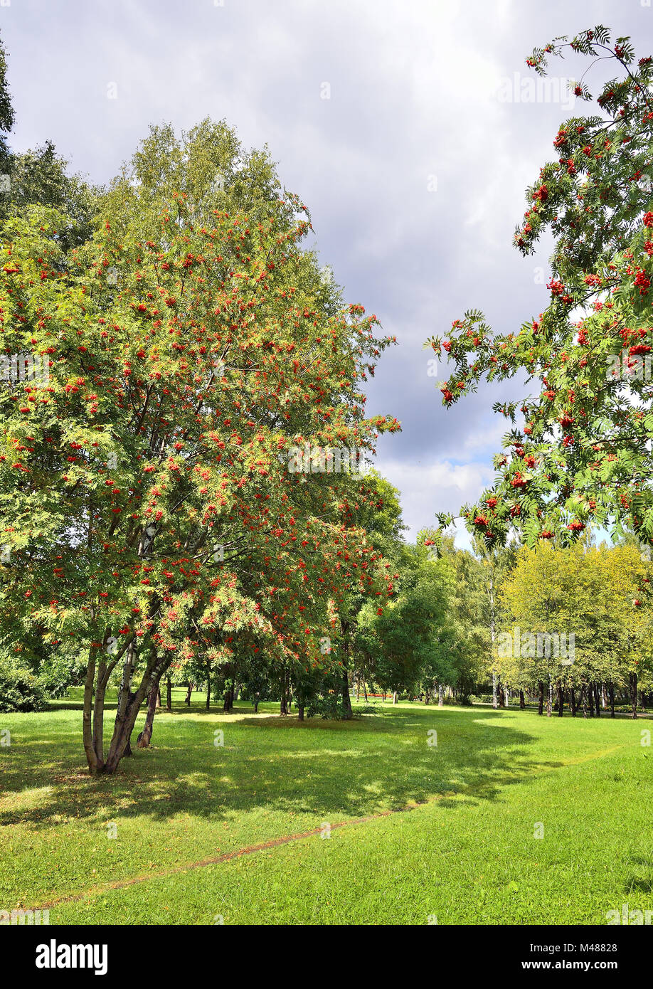 Red berry trees hi-res stock photography and images - Alamy