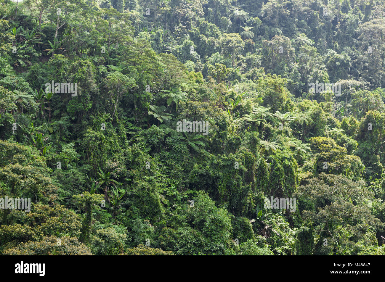 Luzon rainforest hi-res stock photography and images - Alamy