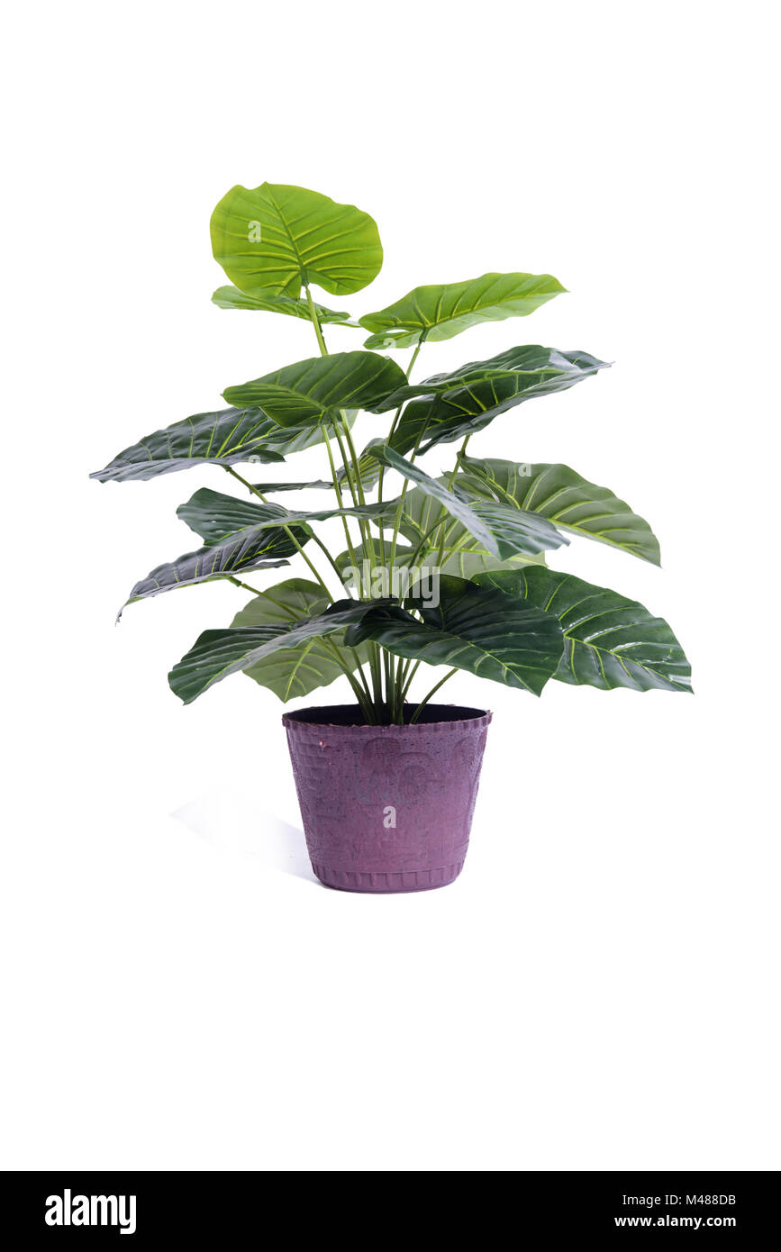 Office plant isolated on the white background Stock Photo - Alamy