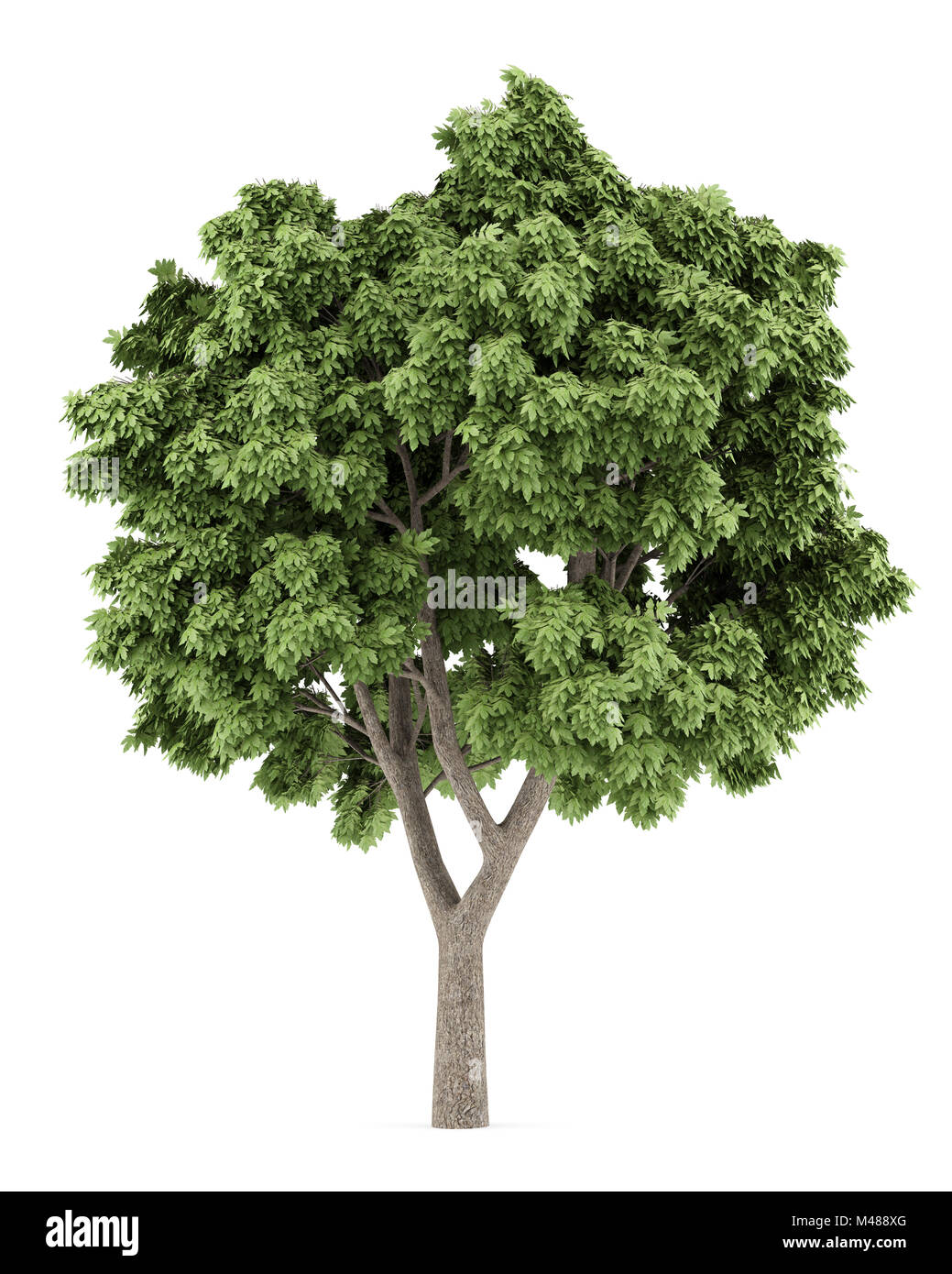 Sycamore maple tree isolated on white background Stock Photo - Alamy
