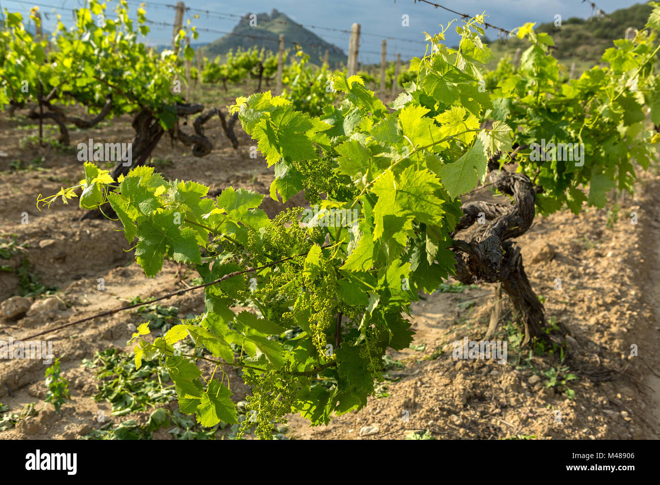Beautiful green vineyards on fields in mountains of Crimea Stock Photo ...