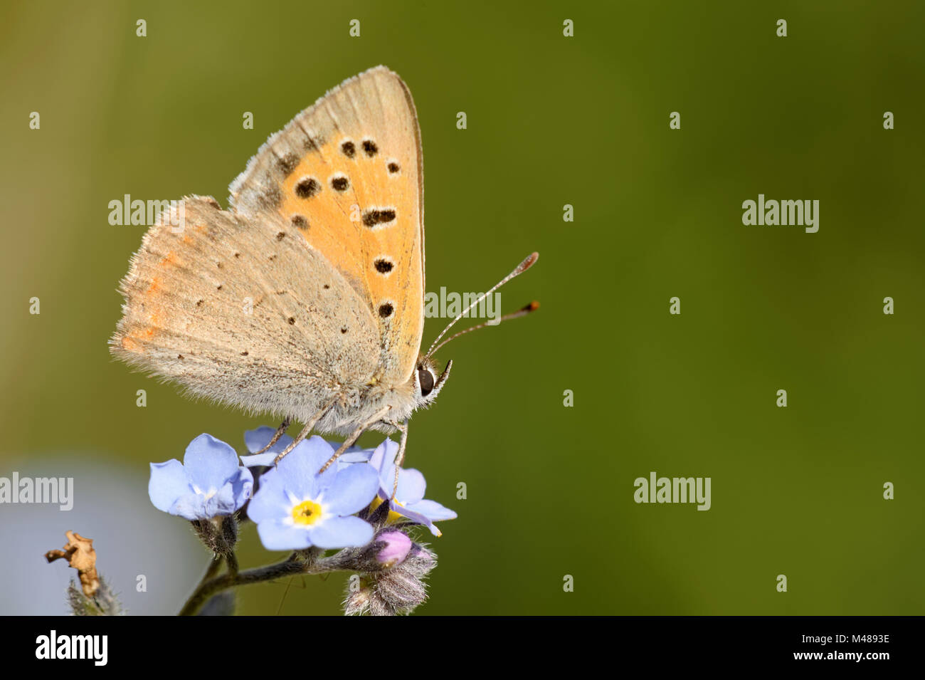 Small summer animals hi-res stock photography and images - Alamy