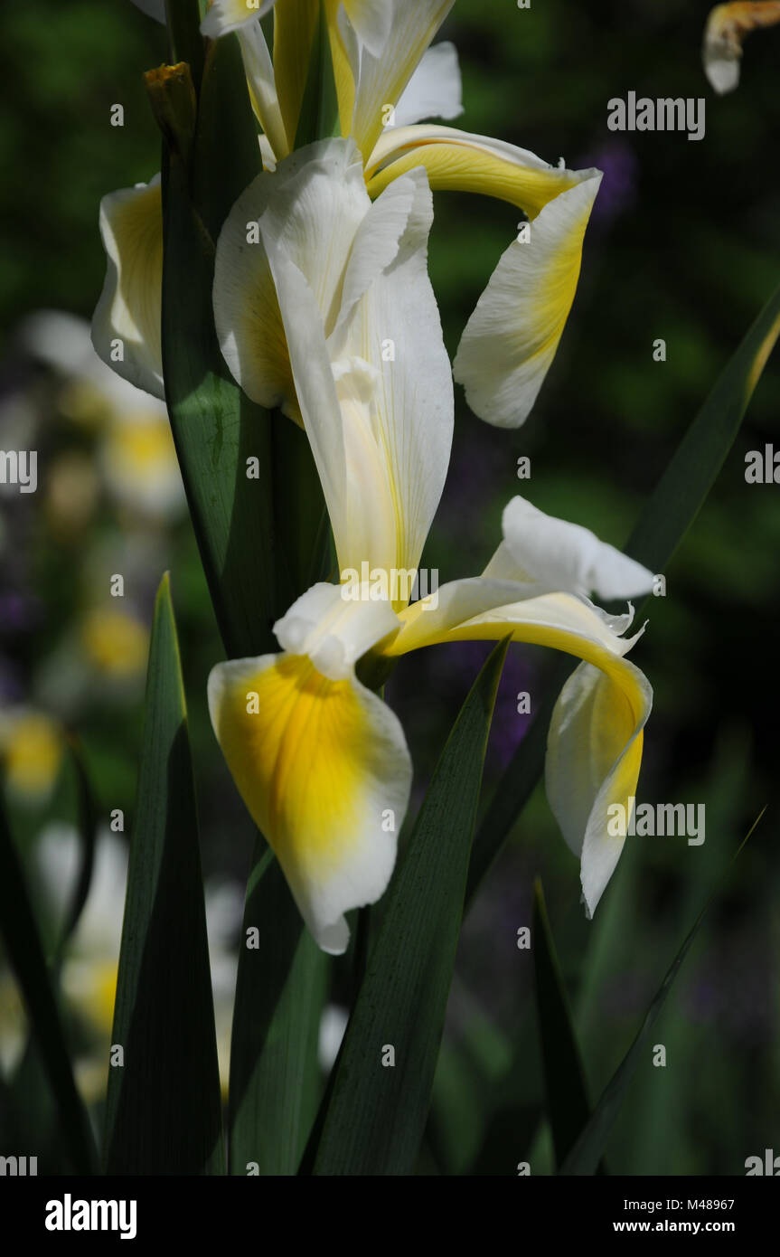 Iris orientalis, Syn. ochroleuca, Turkish iris Stock Photo - Alamy