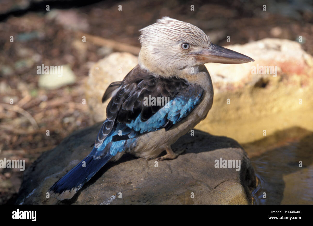 Leachs kookaburras hi-res stock photography and images - Alamy
