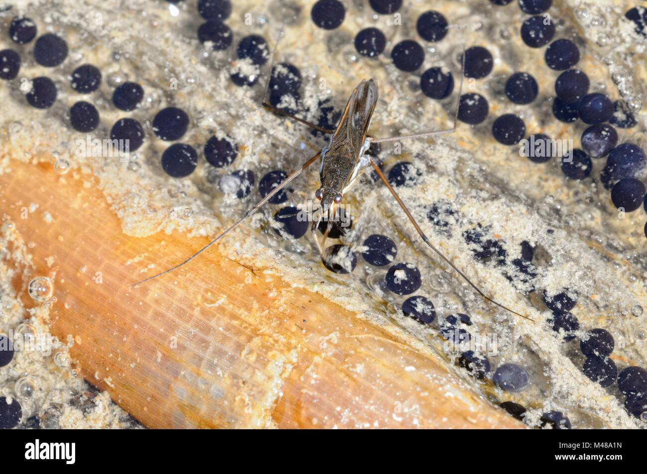 Pond skater with spawning string of Common Toad Stock Photo - Alamy